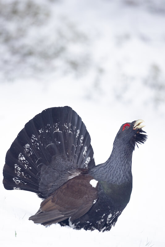 El gall fer, l'ocell emblemàtic dels boscos del Pirineu - Guils Fontanera
